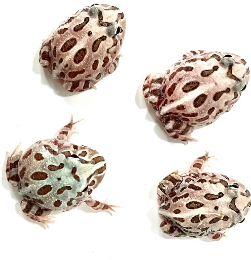 You Won’t Believe What Cool Exotic Pets You Can Buy Online – JamJam Exotic