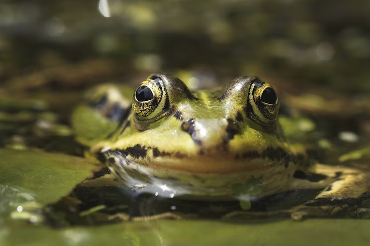 A Captivating Addition to Your Exotic Pet Collection – JamJam Exotic