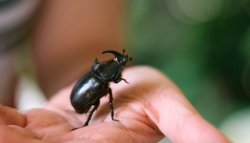 The Exquisite Splendor of Goliath Beetles and More – JamJam Exotic