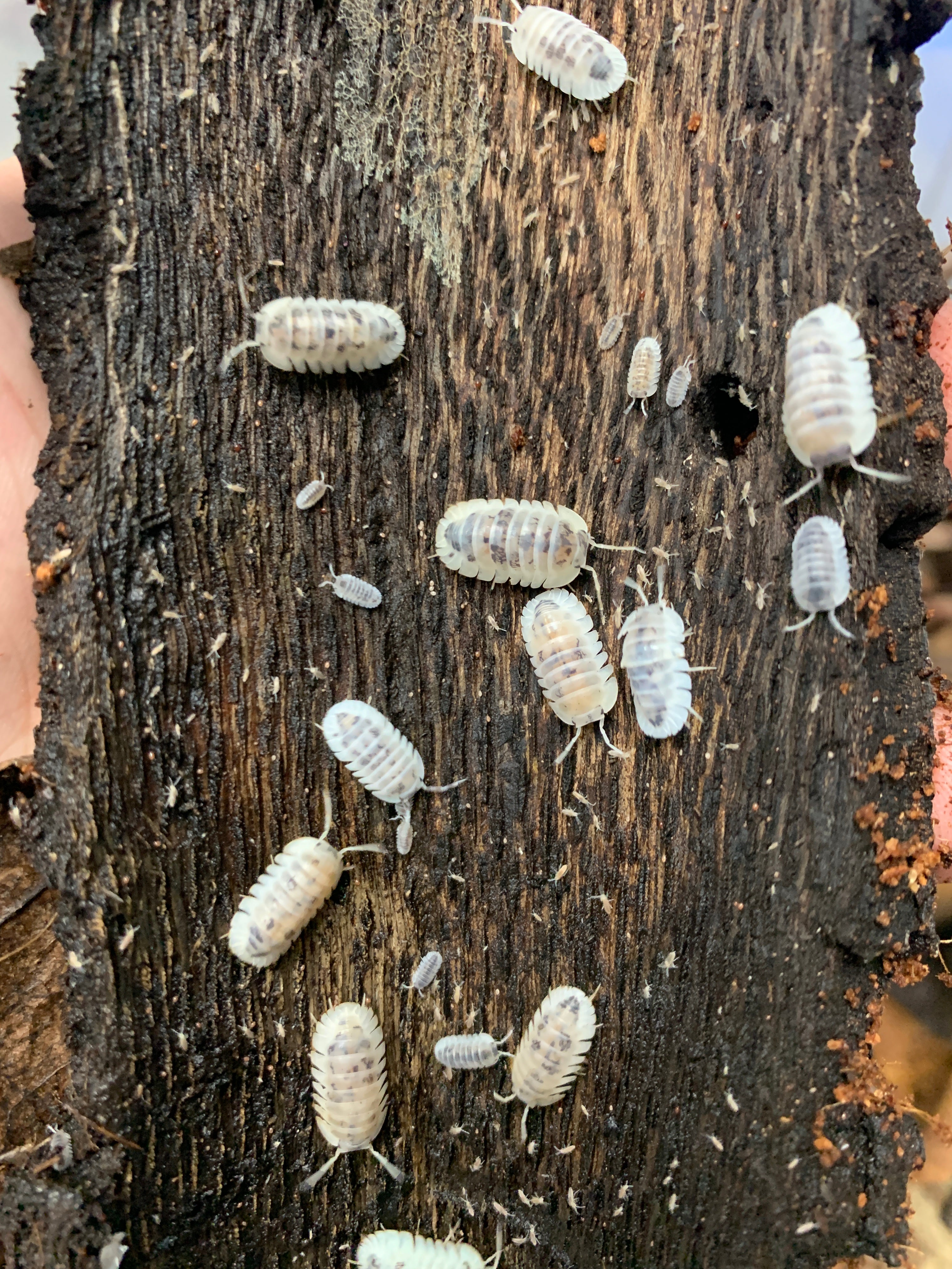 Live Isopods for Sale | Buy Isopods Online | JamJam Exotic