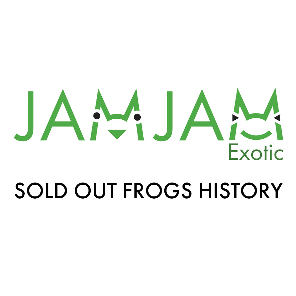 Sold out frogs – JamJam Exotic