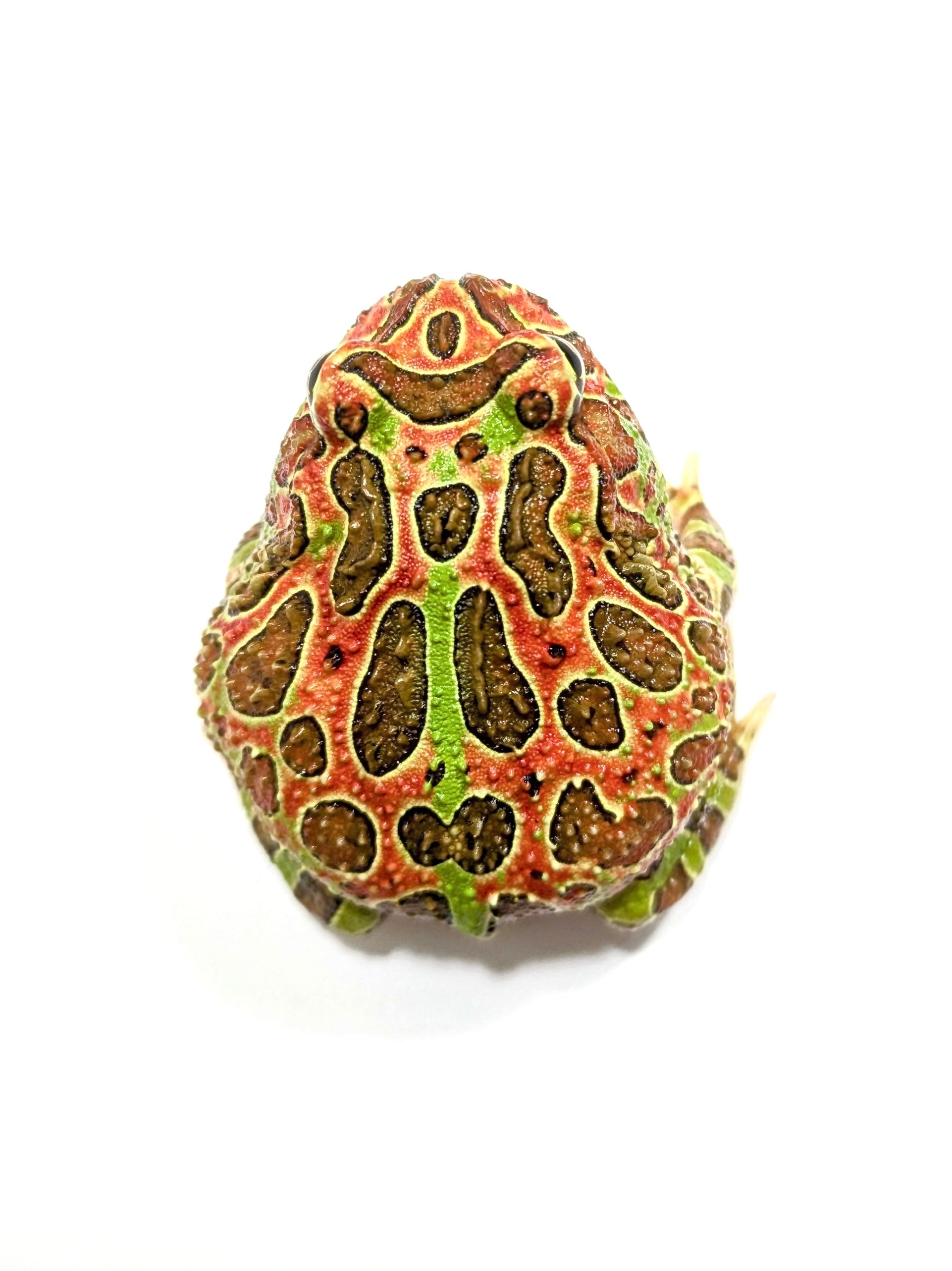 High Red Ornate (Extra Red) #1 – JamJam Exotic