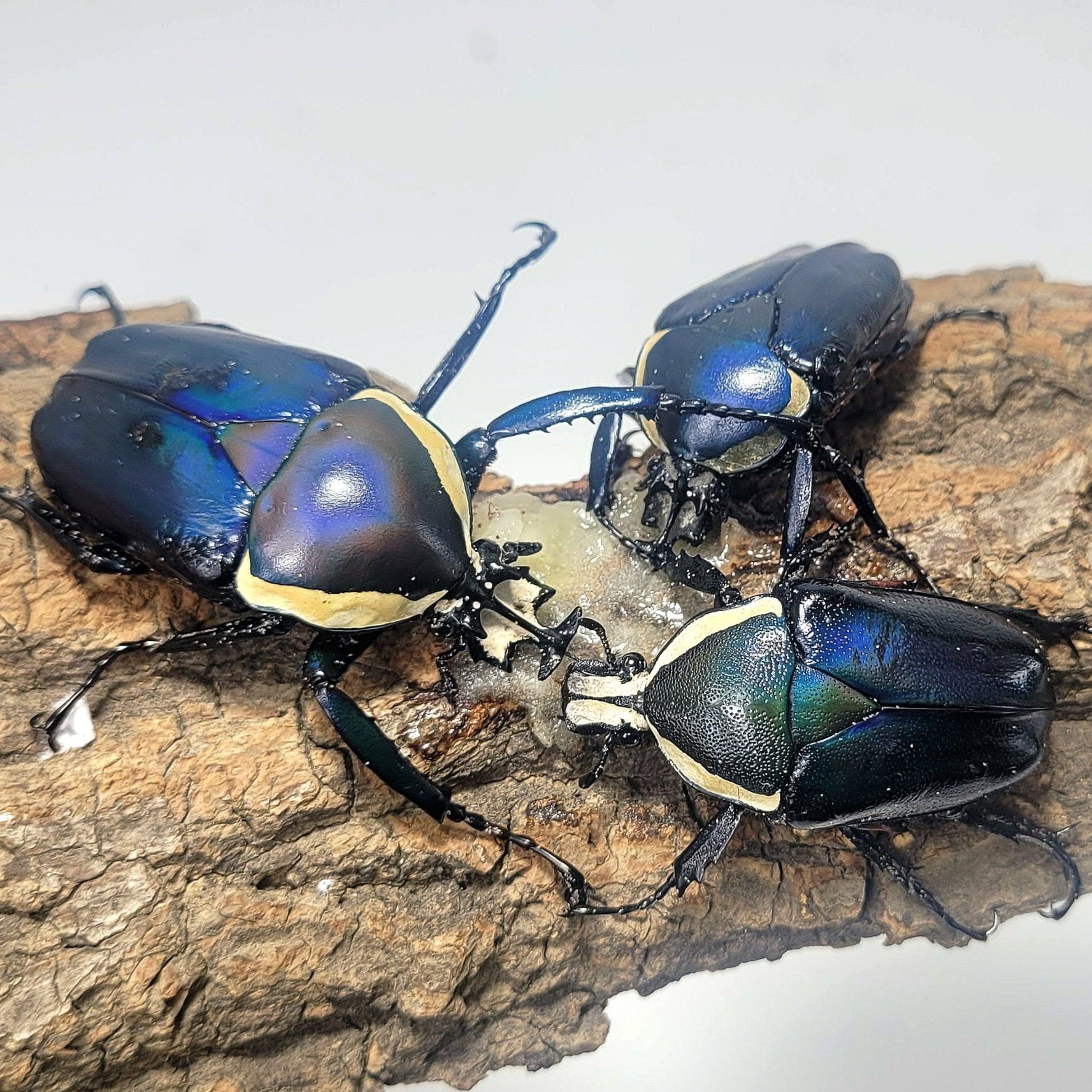 Derby's Flower Beetle Larvae (Blue) – JamJam Exotic