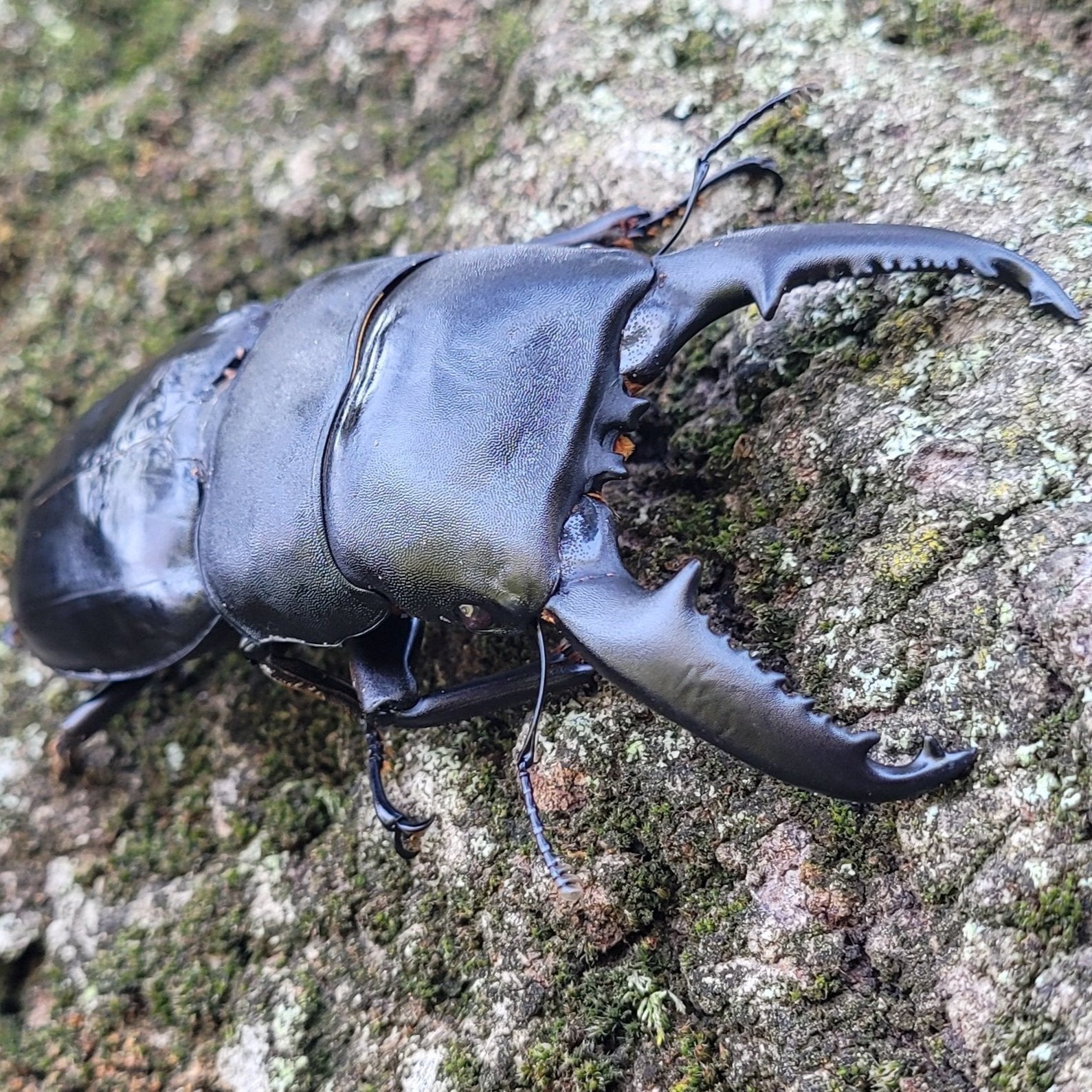 Palawan Stag Beetle Imago – JamJam Exotic