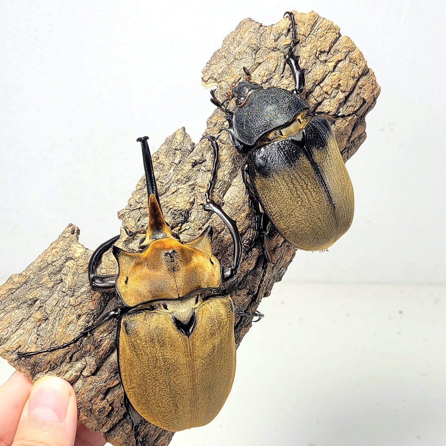 Elephant Rhino Beetle Larvae – JamJam Exotic