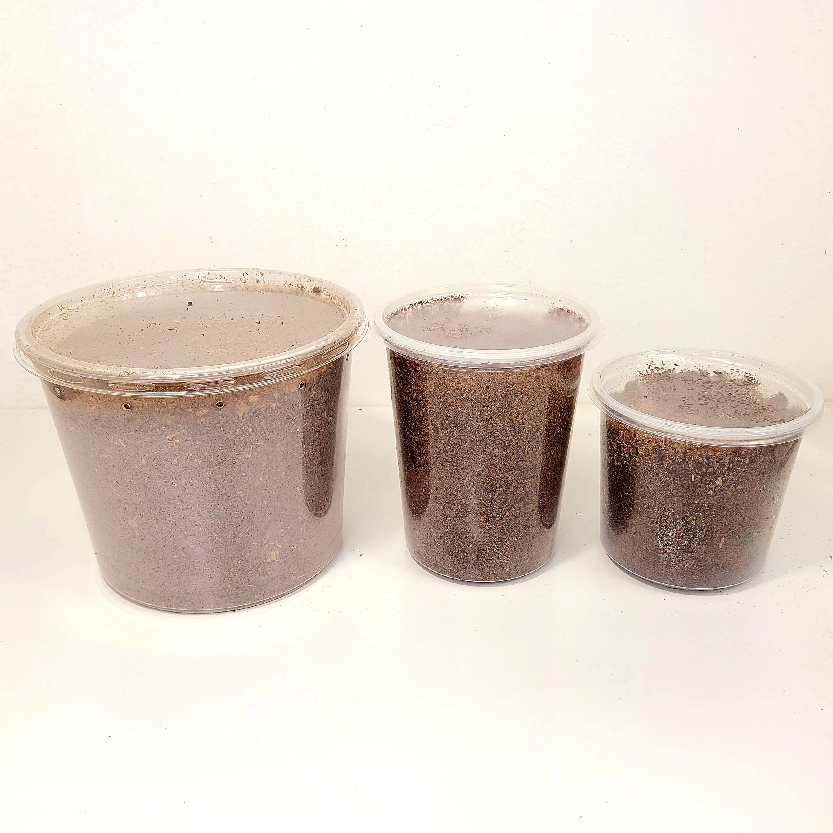 Beelte Larvae Kit – JamJam Exotic