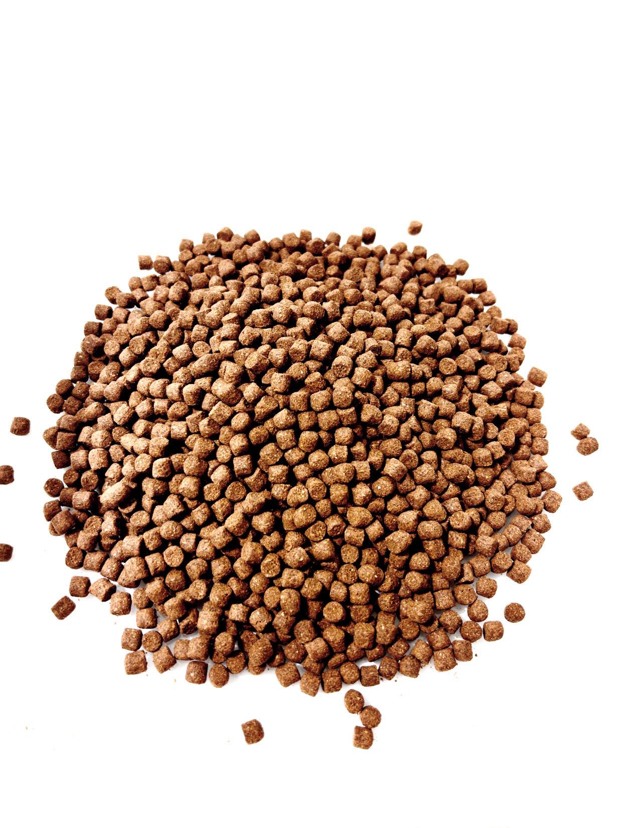 Fish Pellets – JamJam Exotic