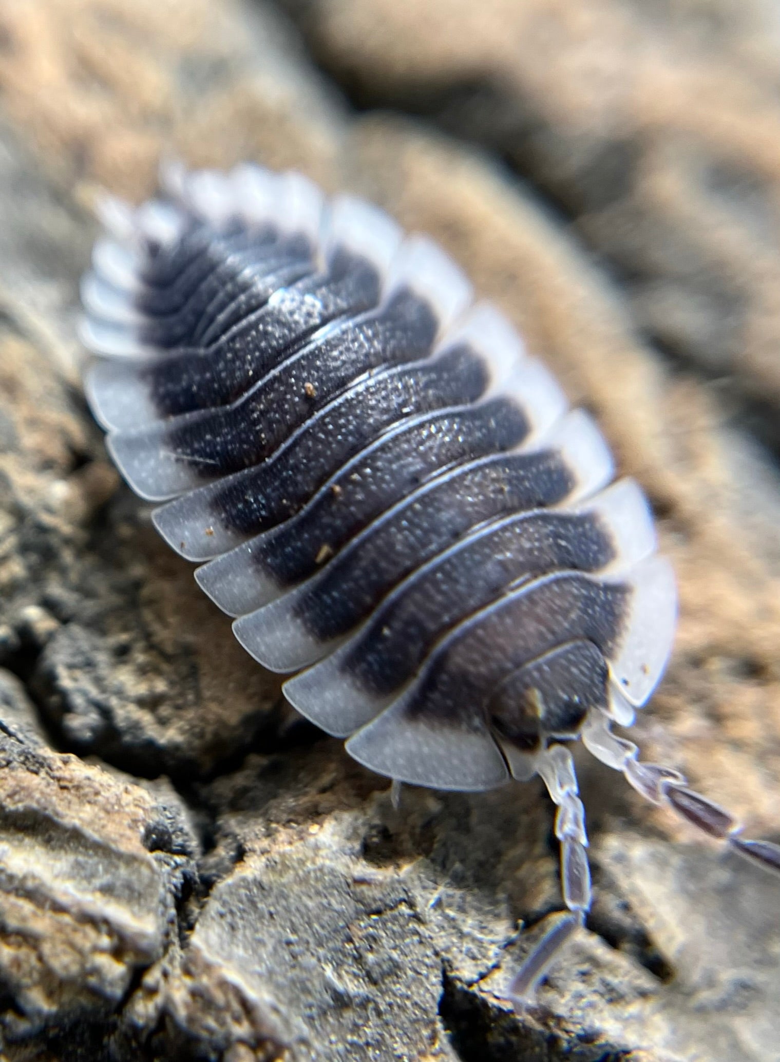 Porcellio werneri "Greek Shield" – JamJam Exotic