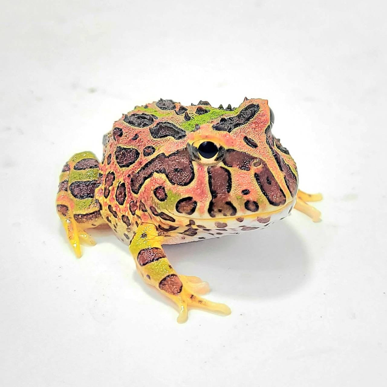 B1 High Red Ornate (Extra Red) – JamJam Exotic