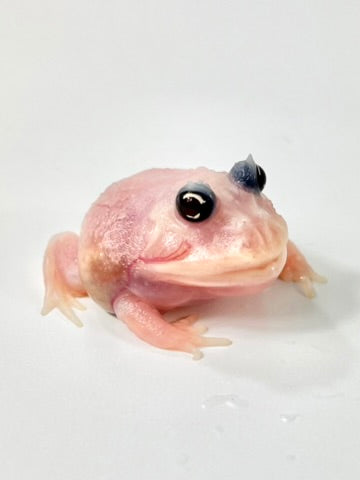 Mutant Pacman Frog online | Translucent Pacman Frog For Sale – JamJam ...