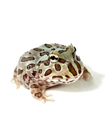 C10 Mint Phantom Mutant – JamJam Exotic