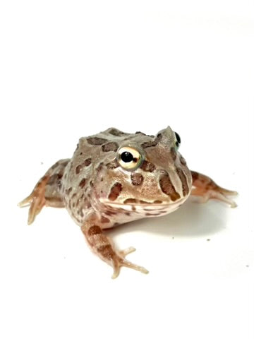 C11 Phantom Mutant – JamJam Exotic