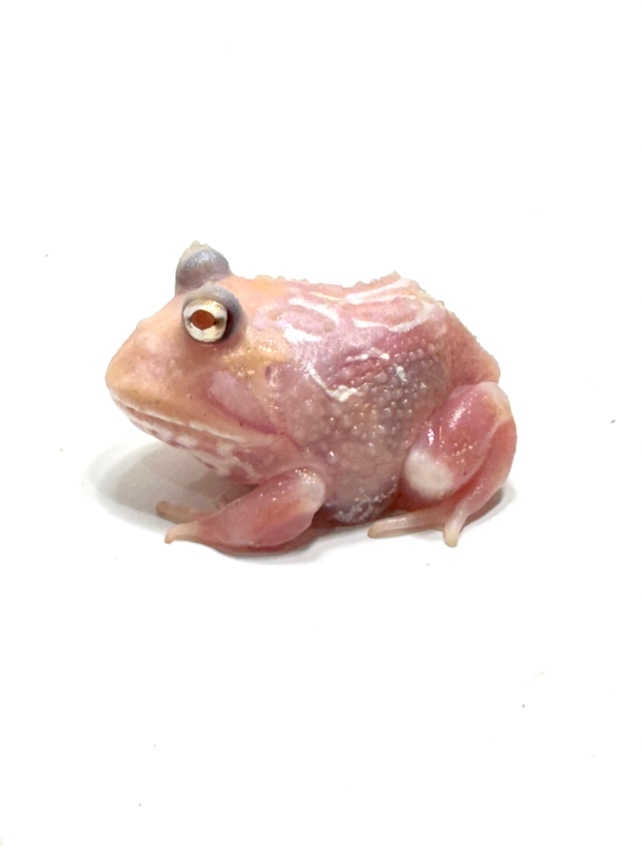 Pink Translucent Mutant #5 – JamJam Exotic