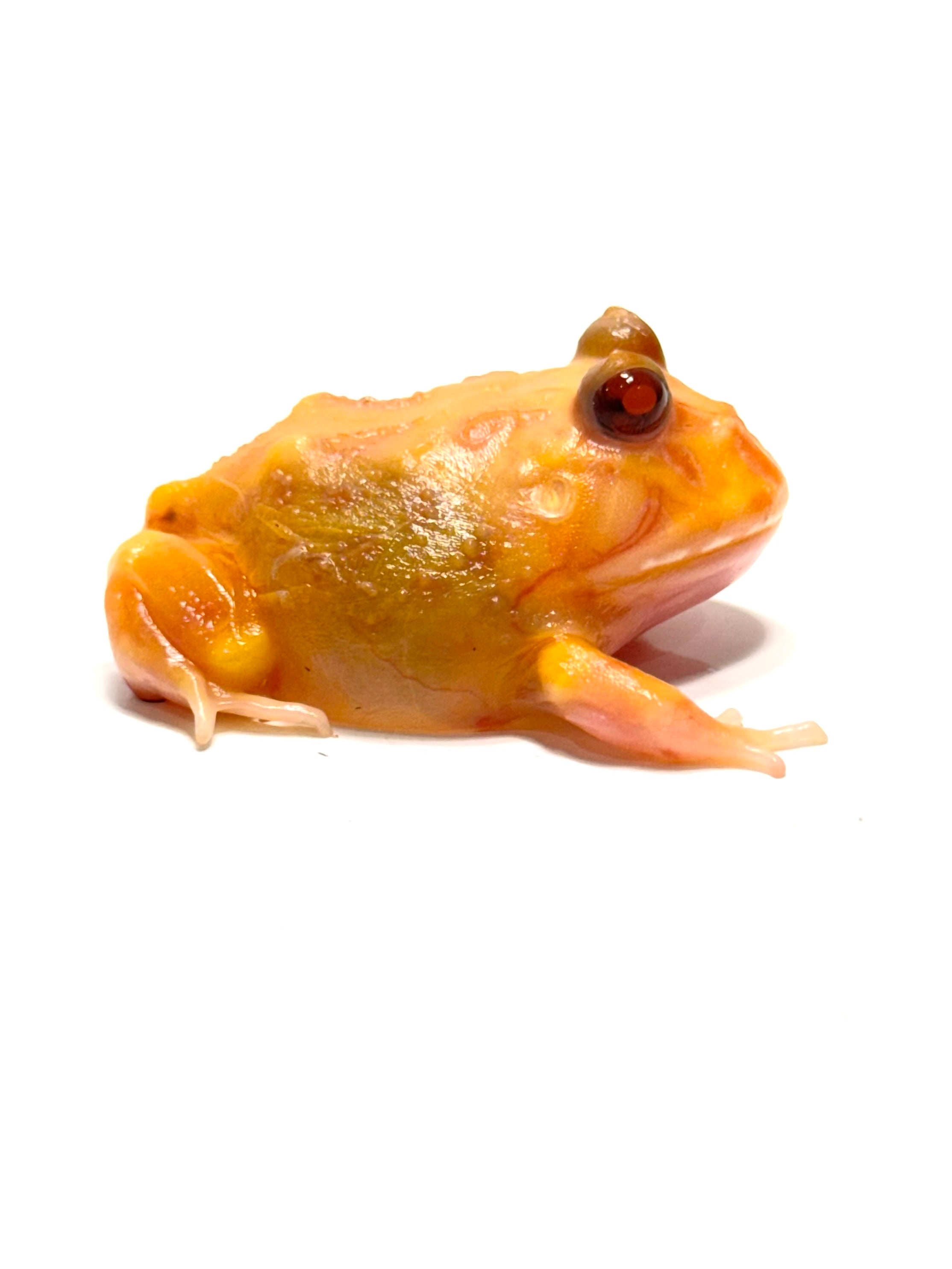 Red Eyed Yellow Mutant #7 – JamJam Exotic