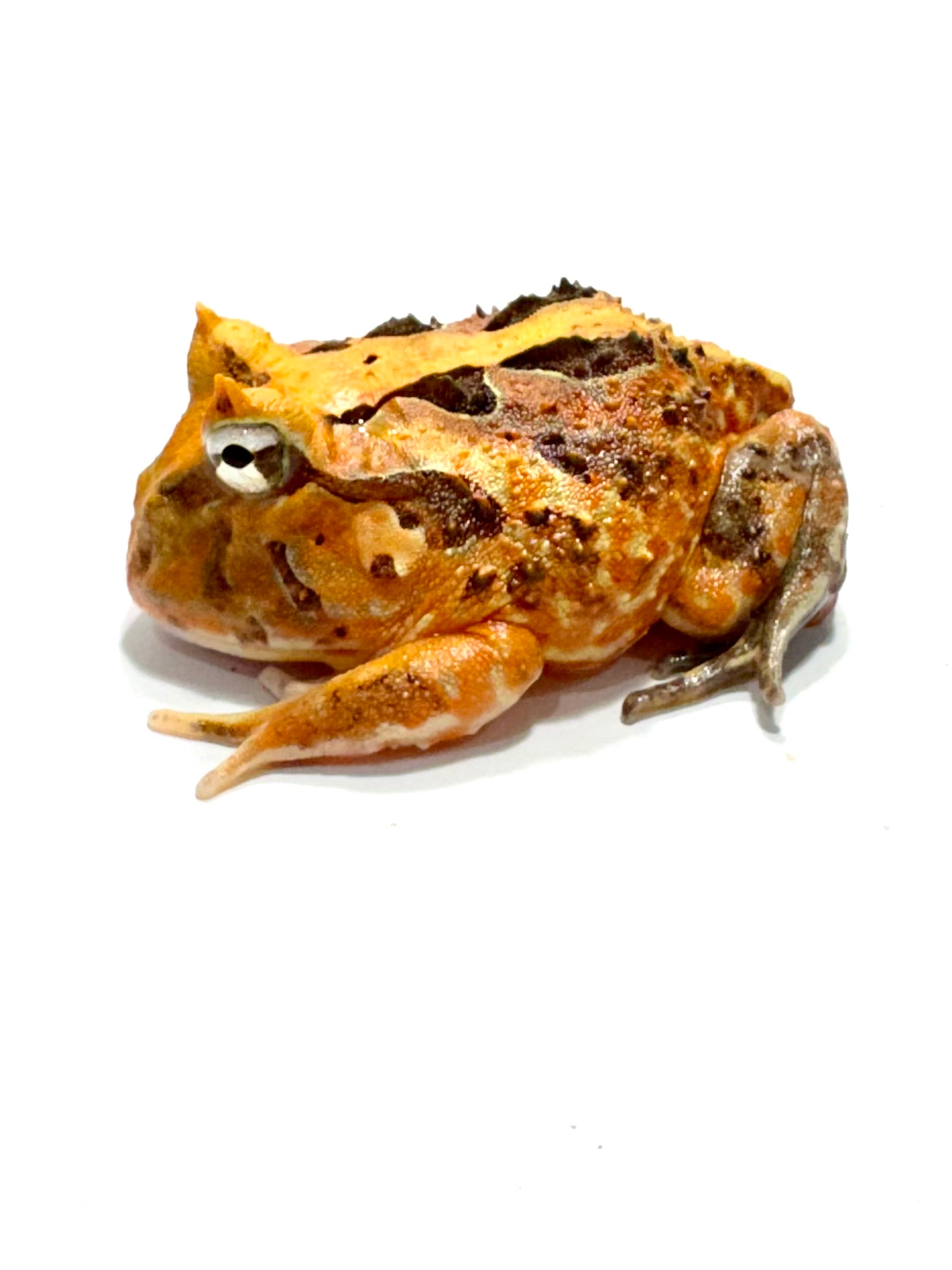 Brown Rainbow Brazilian Horned Frog #4 – JamJam Exotic