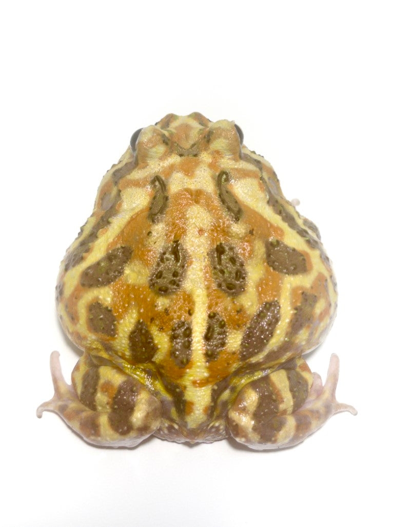 E26 Adult Female Yellow Mutant – JamJam Exotic