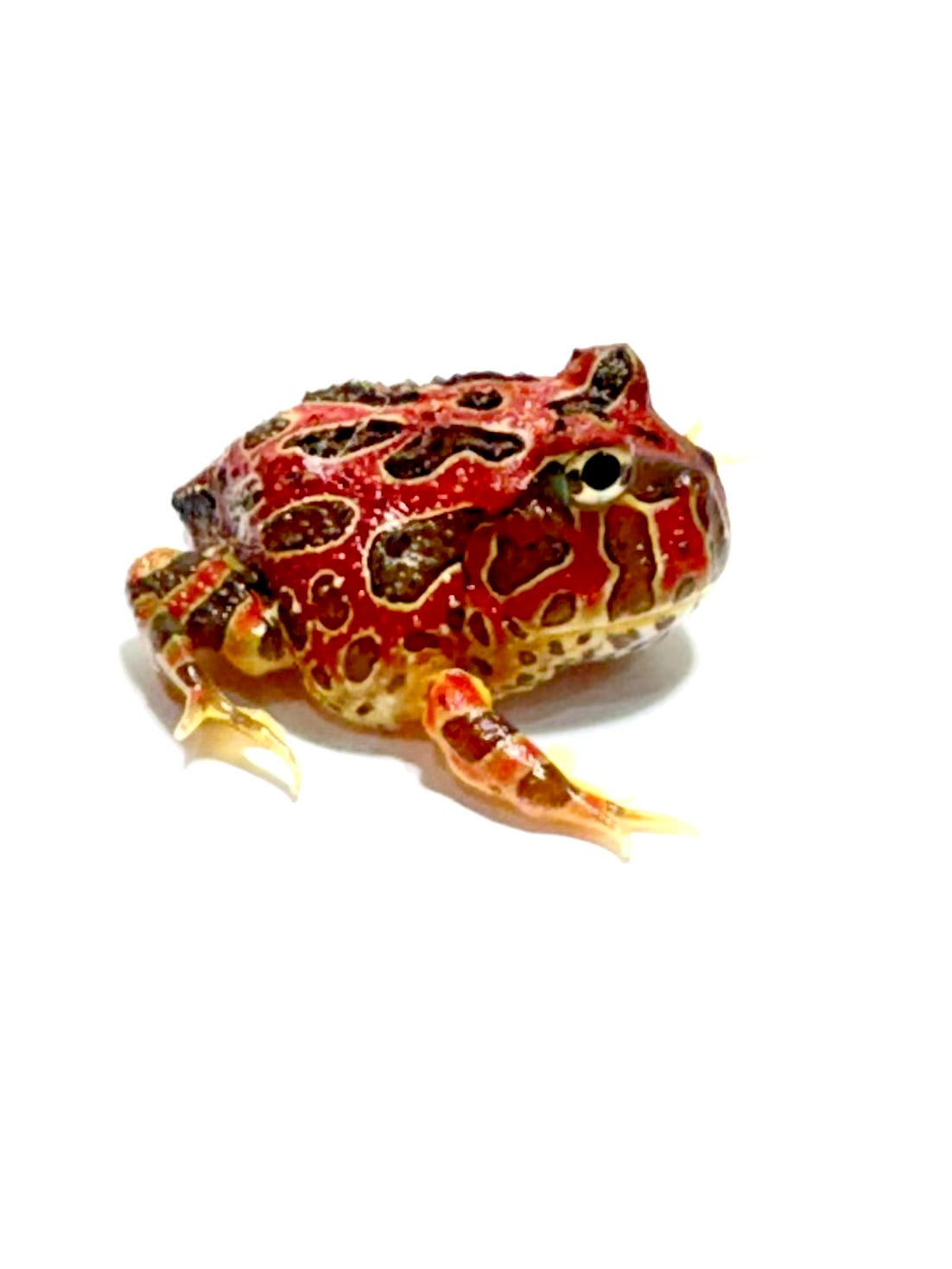 High Red Ornate (Extra Red) – JamJam Exotic