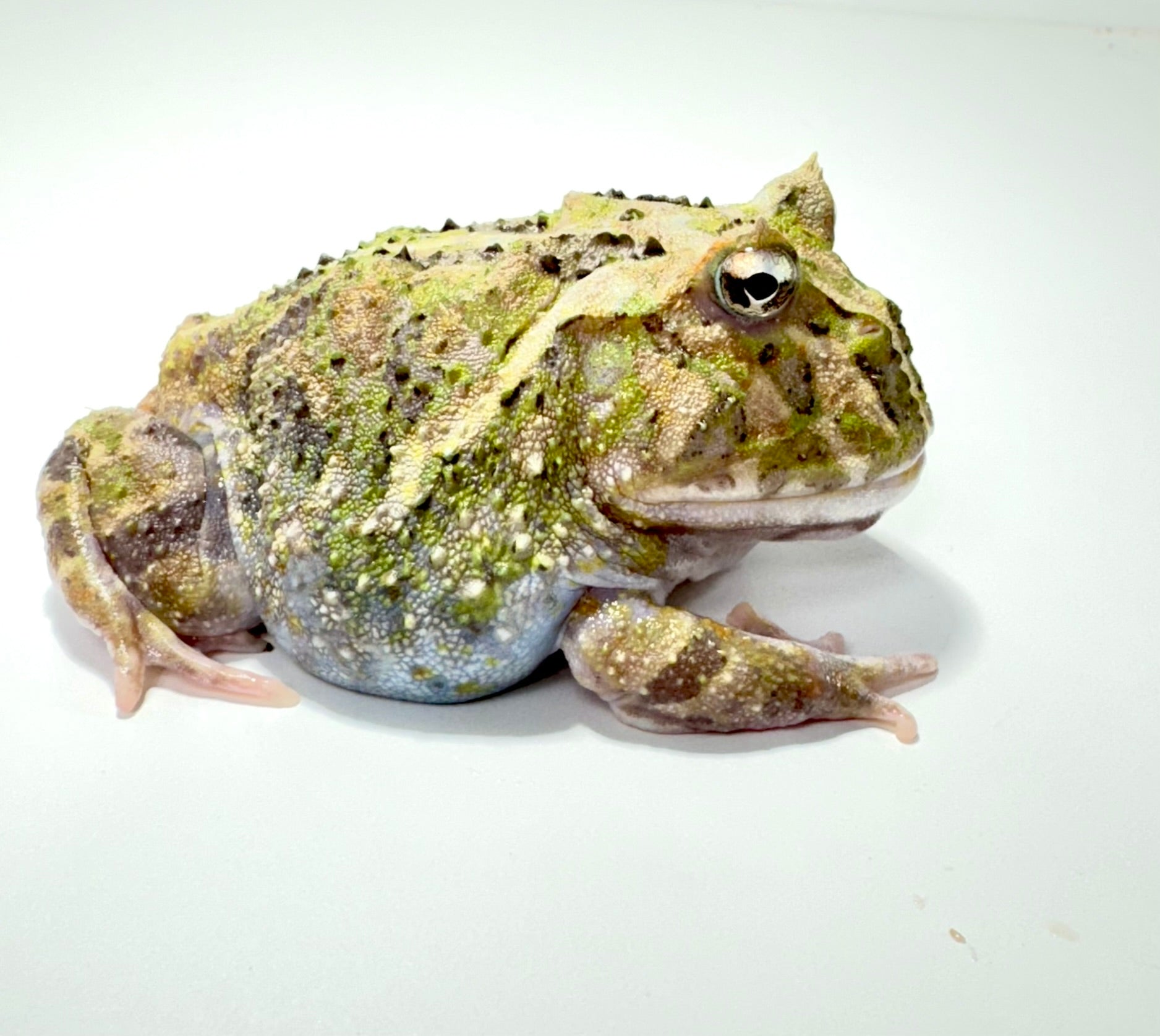 E1 Sub Adult Female Lavender Mutant – JamJam Exotic