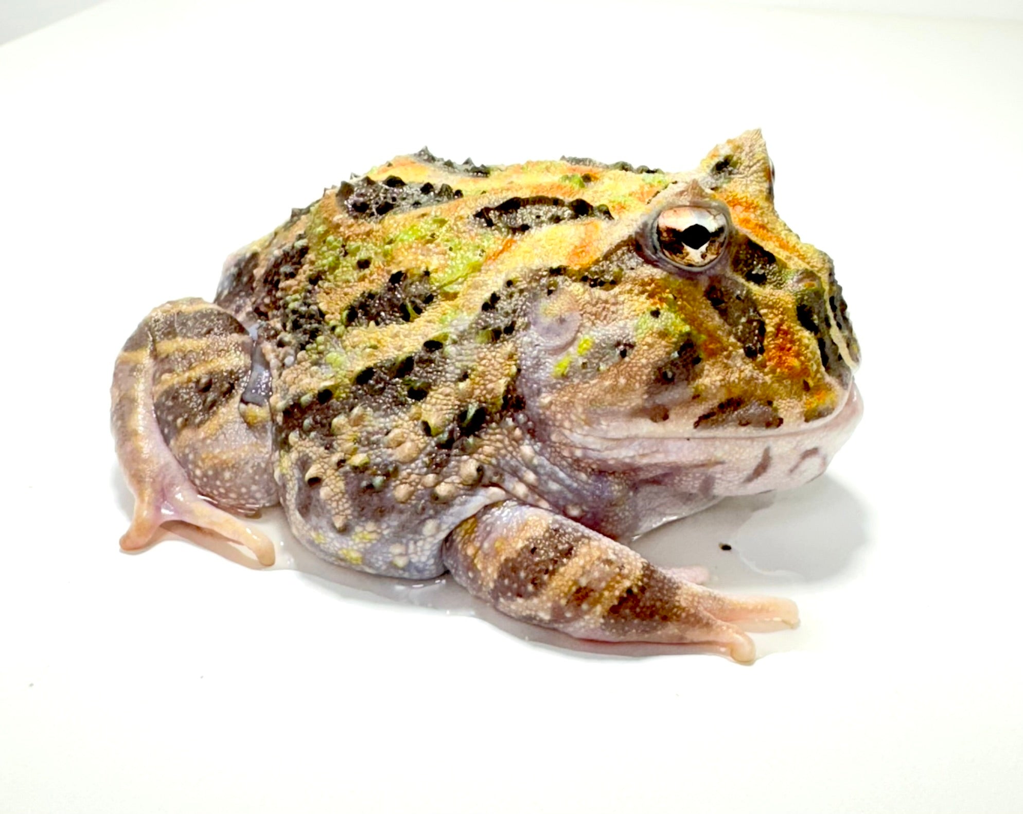 E2 Adult Female Phantom Mutant – JamJam Exotic