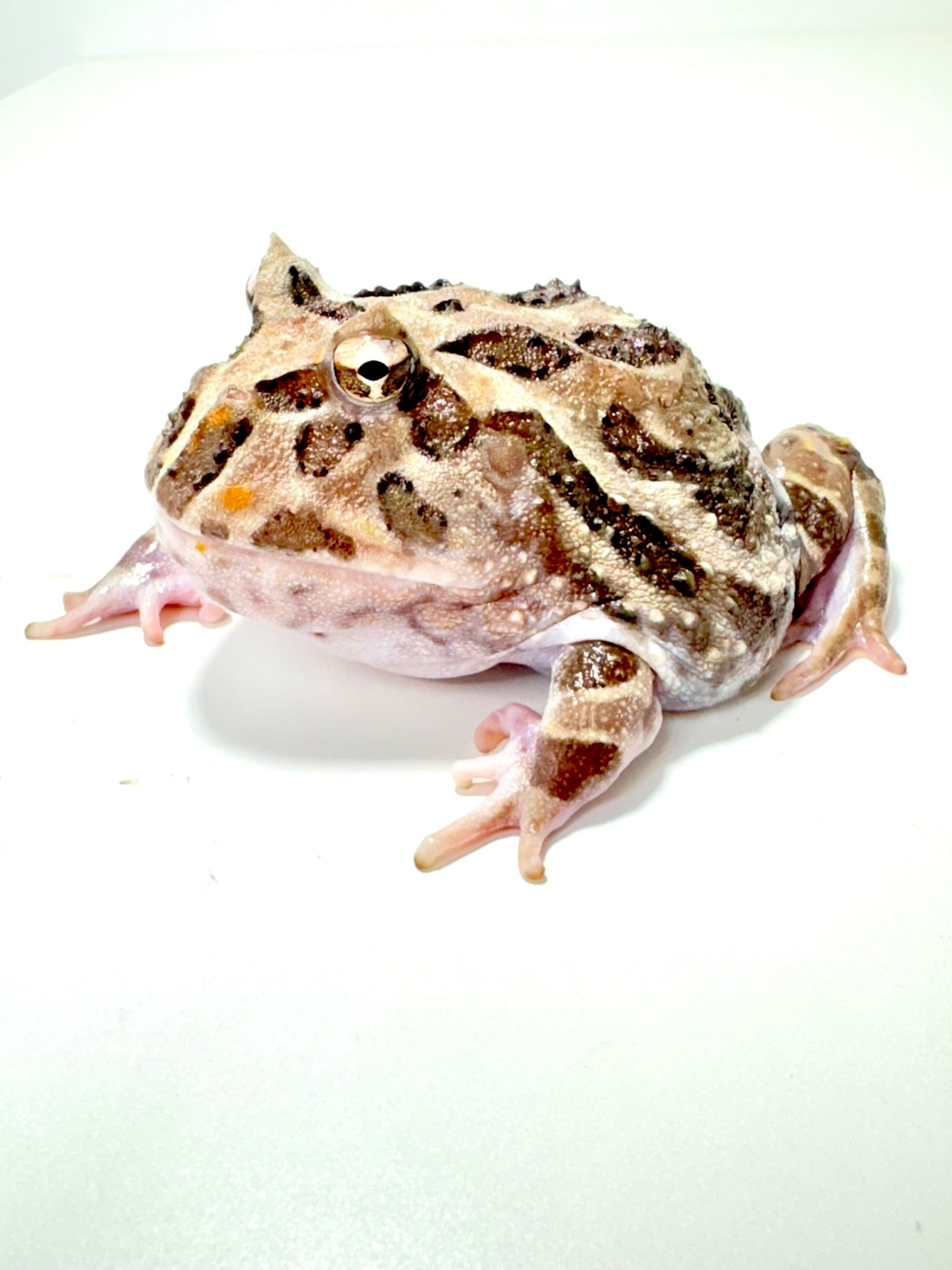 E7 Adult Female Phantom Mutant – JamJam Exotic