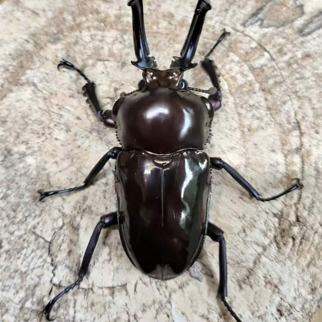Rainbow Stag Beetle Larvae (Black) – JamJam Exotic