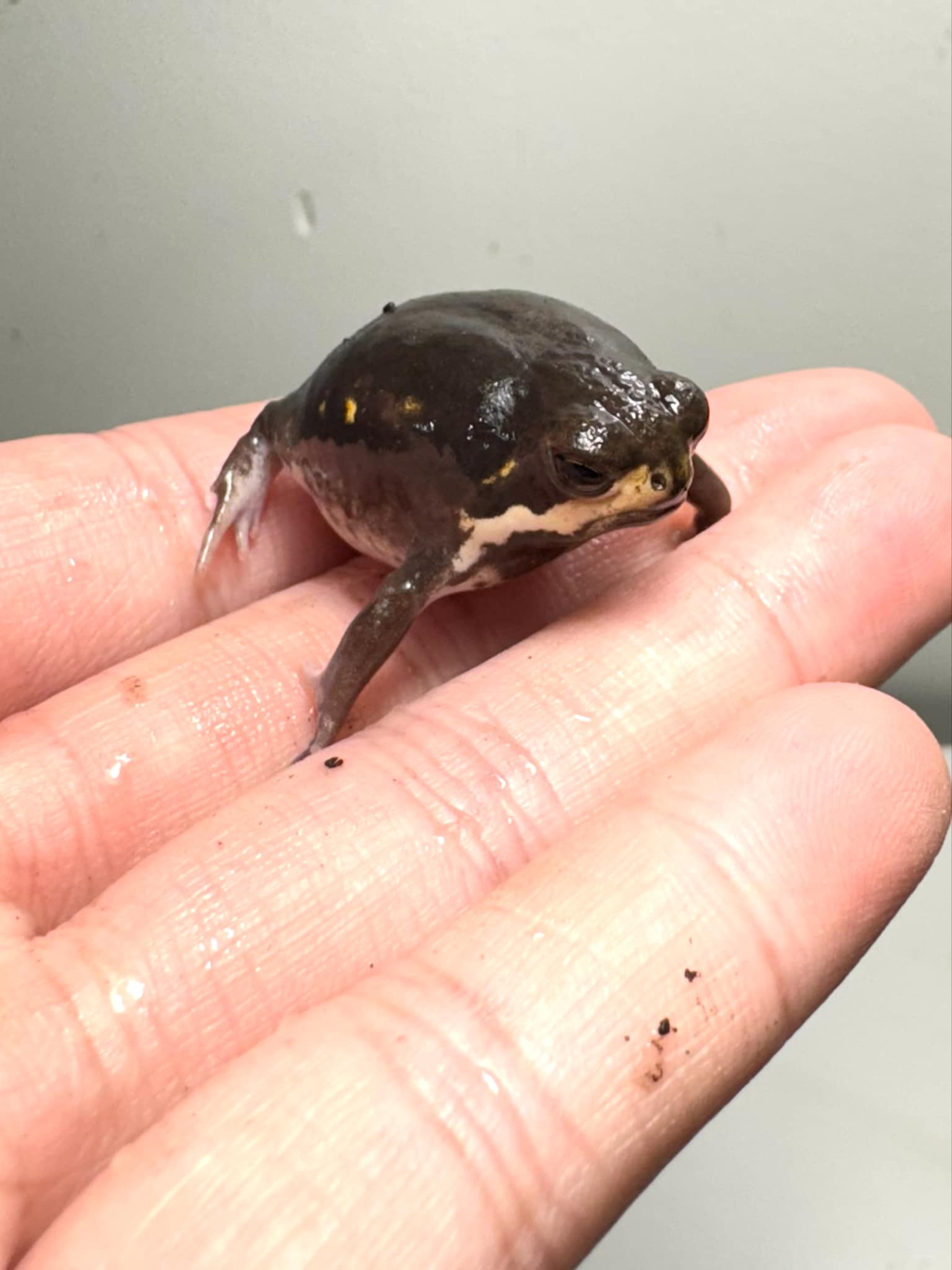 Power’s rain frog – JamJam Exotic