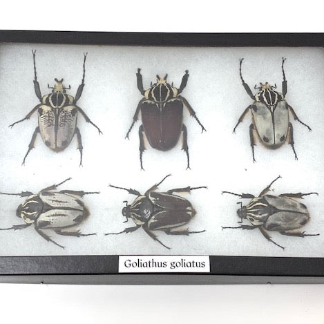 6 Goliathus goliatus Display Box – JamJam Exotic
