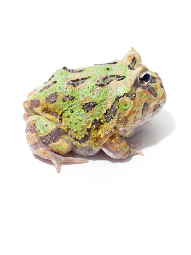 E16 Adult Male Light Mutant – JamJam Exotic