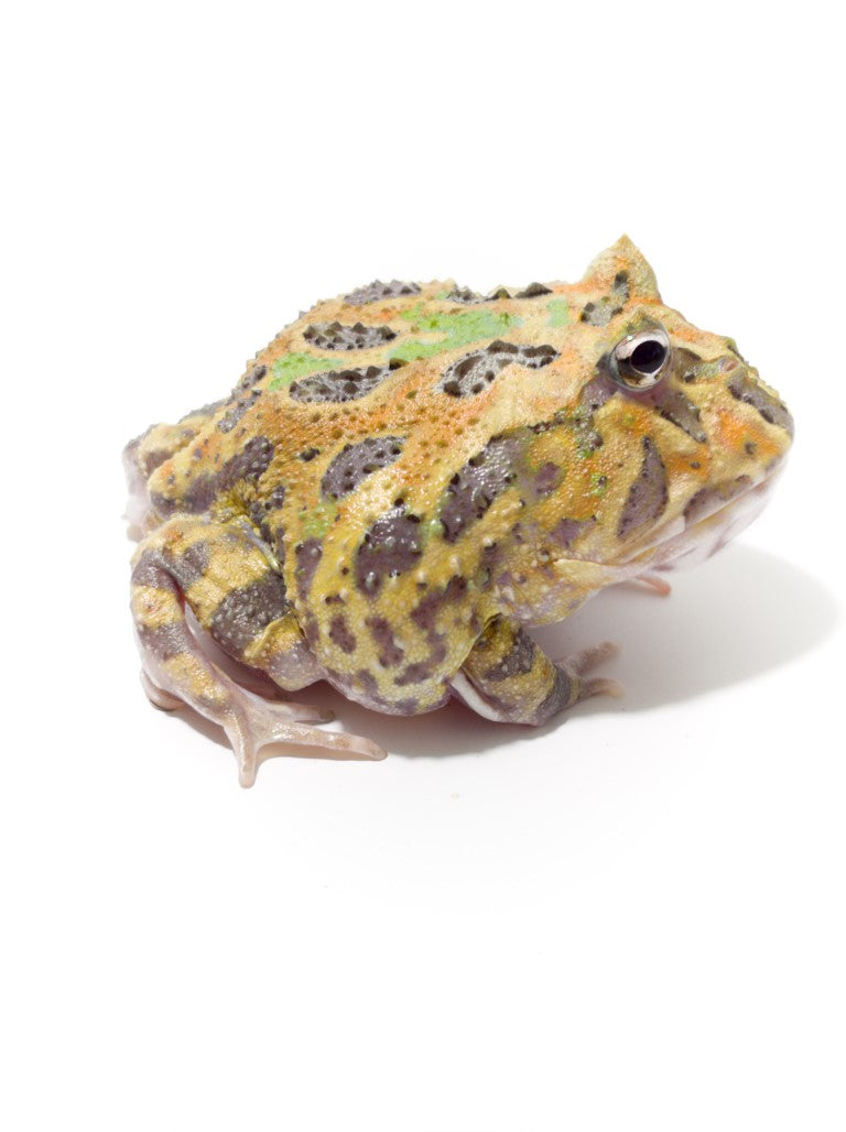 E18 Adult Female Phantom Mutant – JamJam Exotic