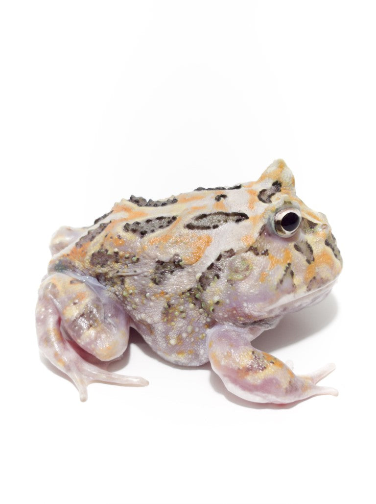 E20 Adult Male Phantom Mutant – JamJam Exotic