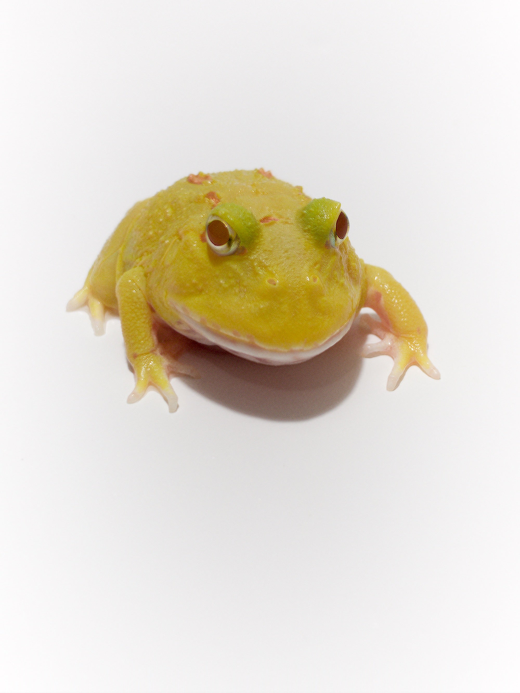 D9 Pikachu Albino – JamJam Exotic