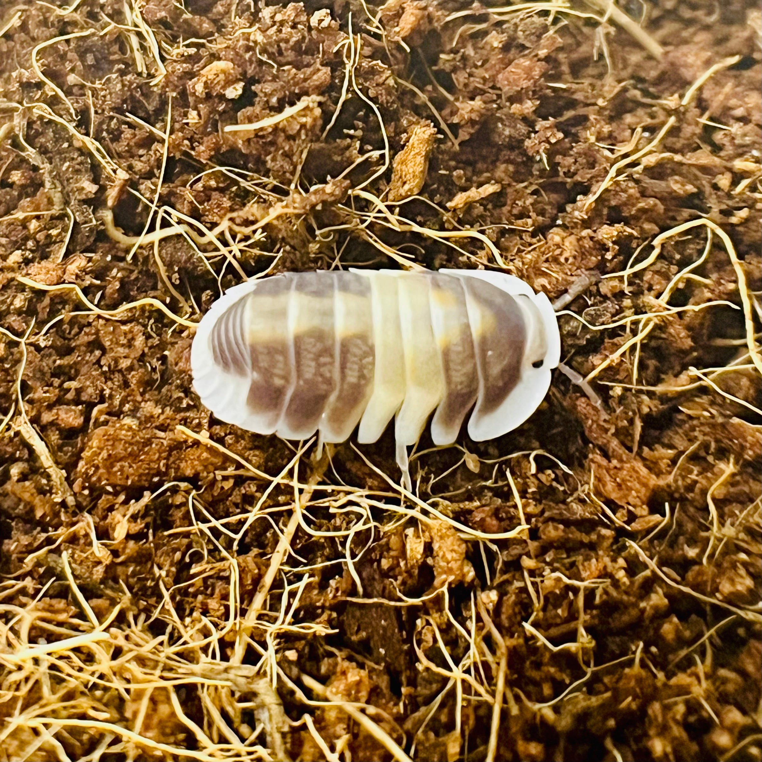 Cubaris sp. 'Cappuccino' – JamJam Exotic
