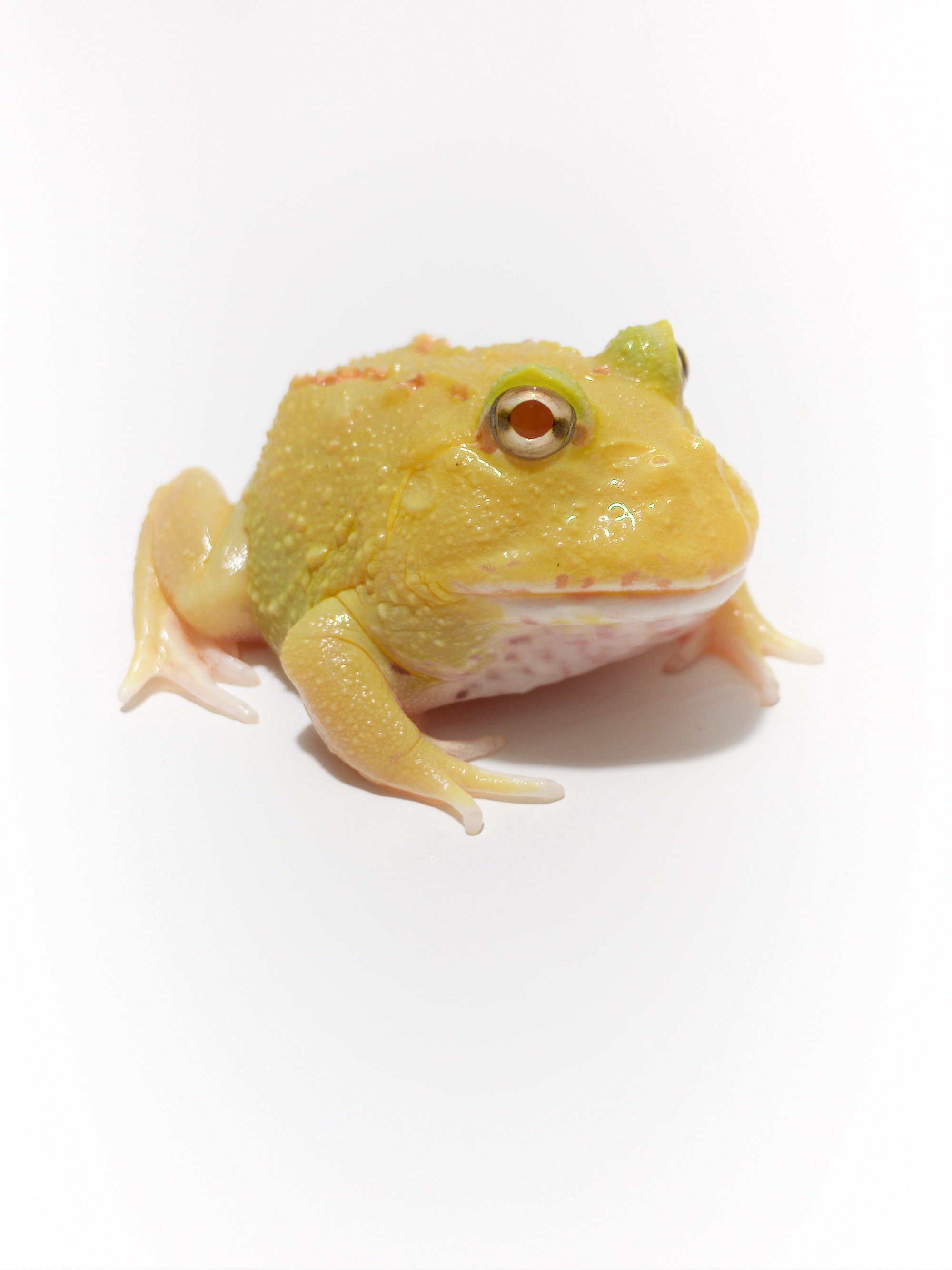 D12 Pikachu Albino – JamJam Exotic