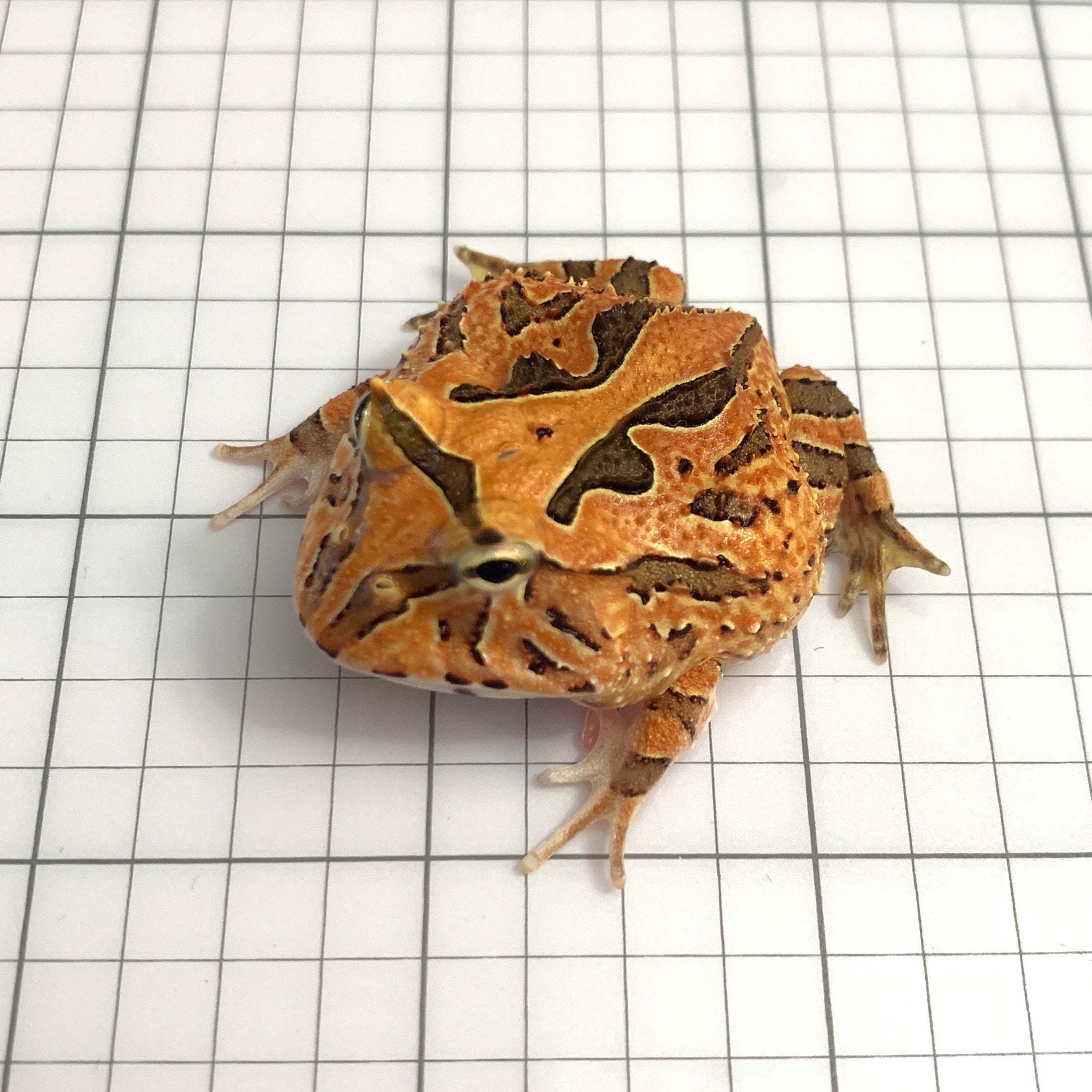 F29 – JamJam Exotic