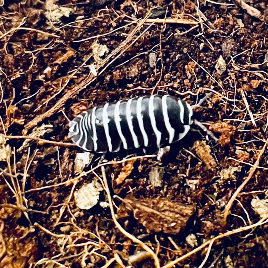 Armadillidium maculatum "Zebra" – JamJam Exotic