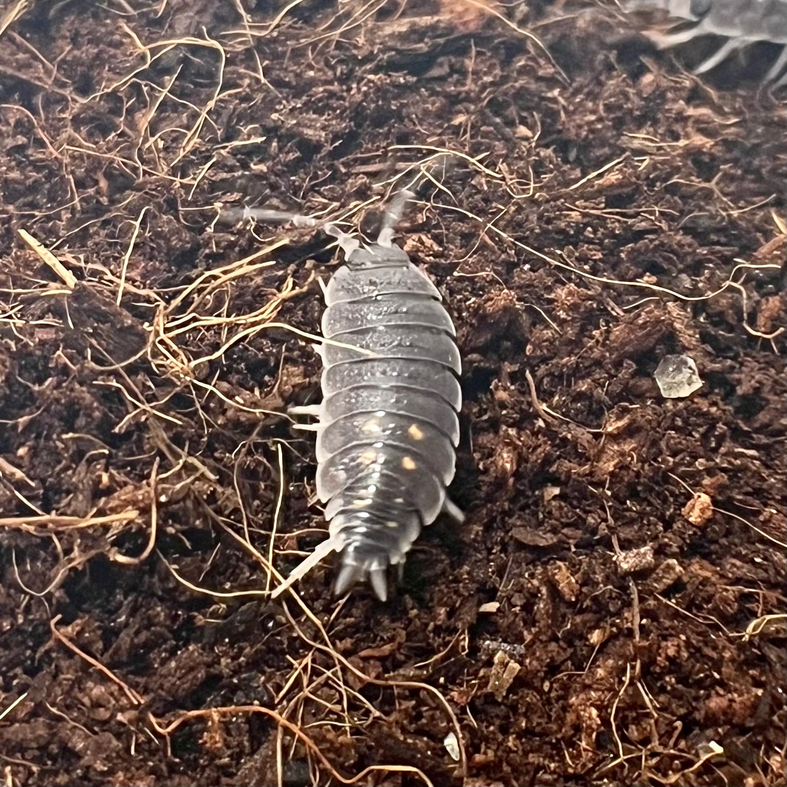 Porcellio ornatus “South” – JamJam Exotic