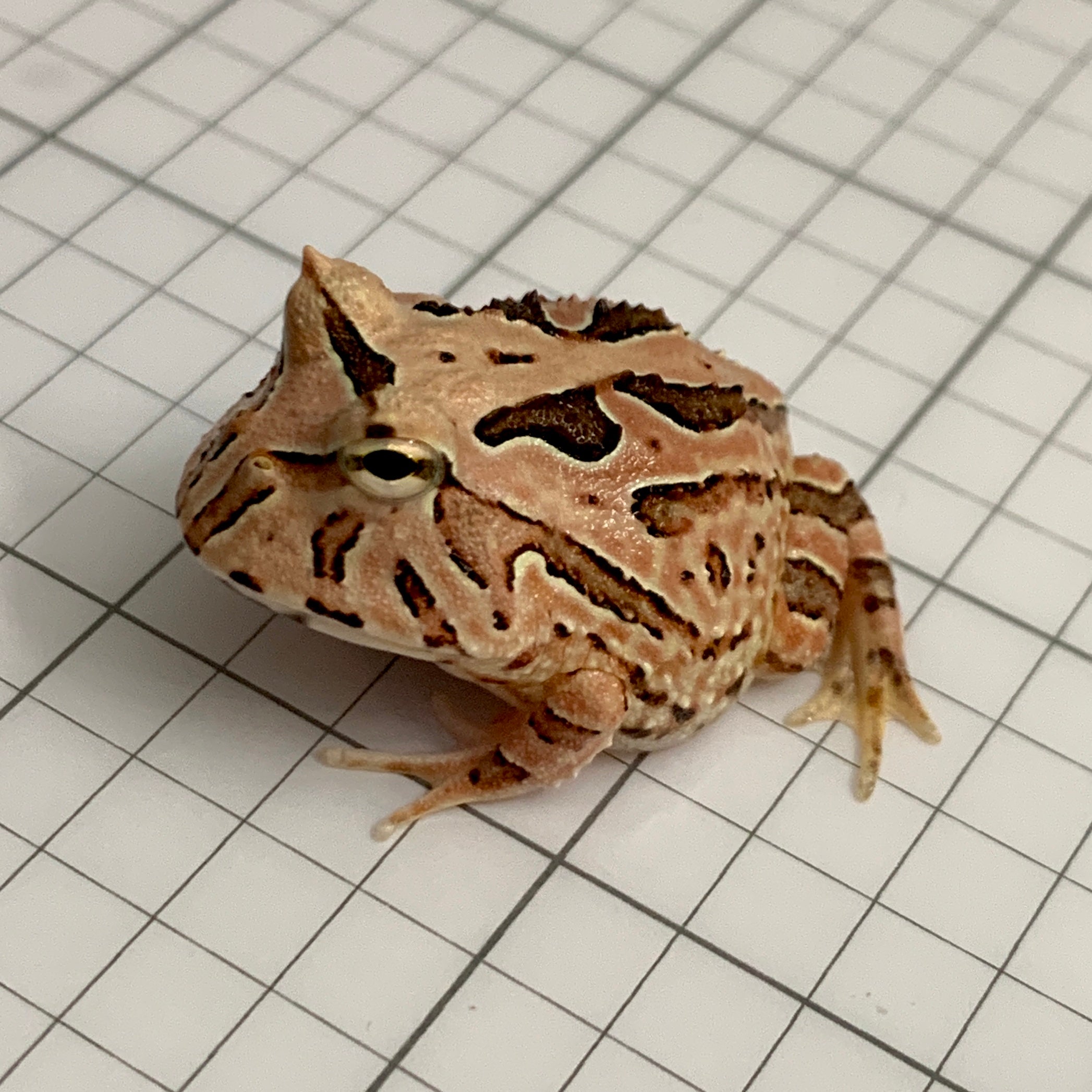 F28 – JamJam Exotic