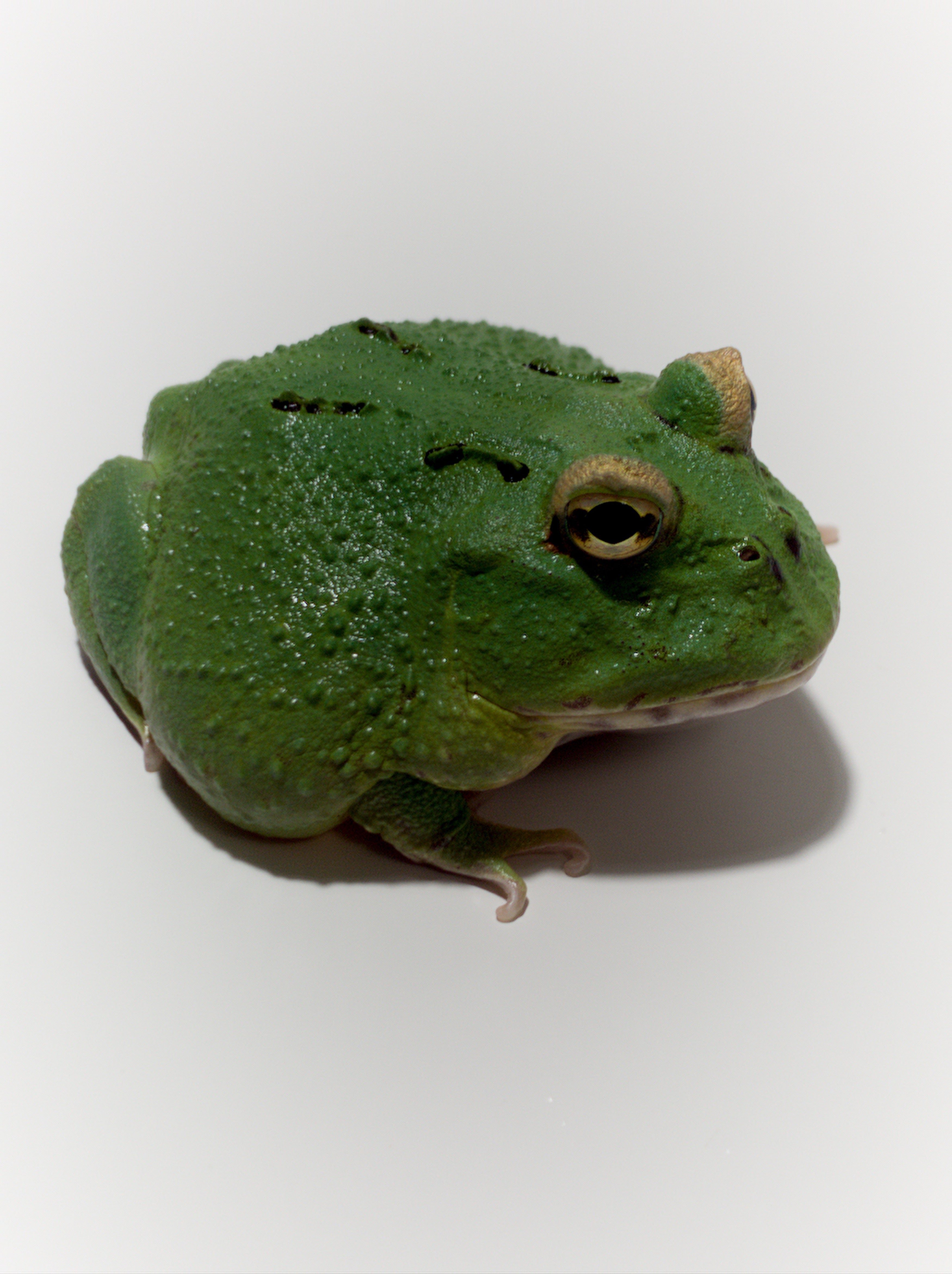 D93 Ultra Clean Green/Emerald (STOCK PHOTO) – JamJam Exotic