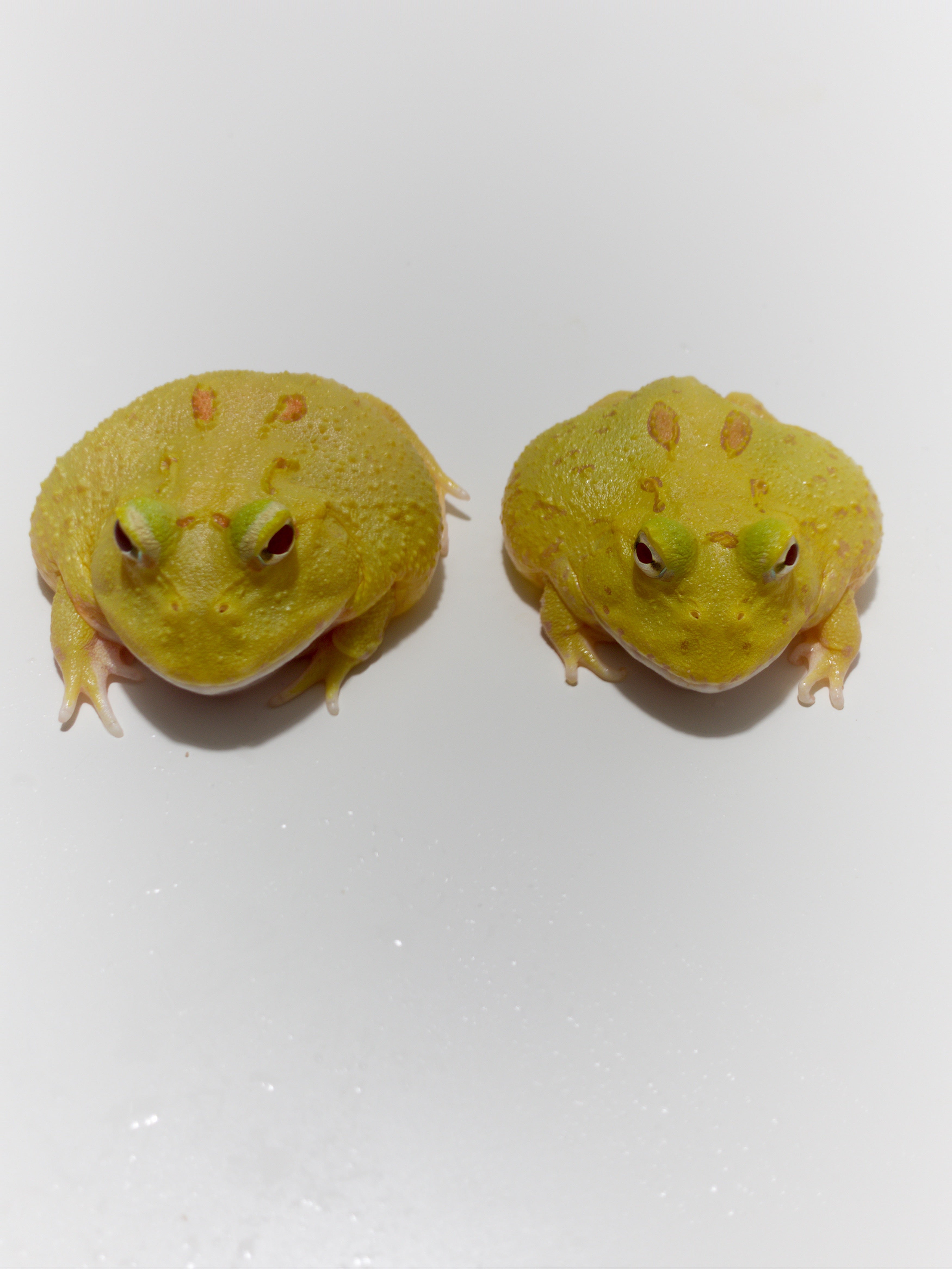 D89 Ultra Patternless Albino (Reduced Spot) – JamJam Exotic