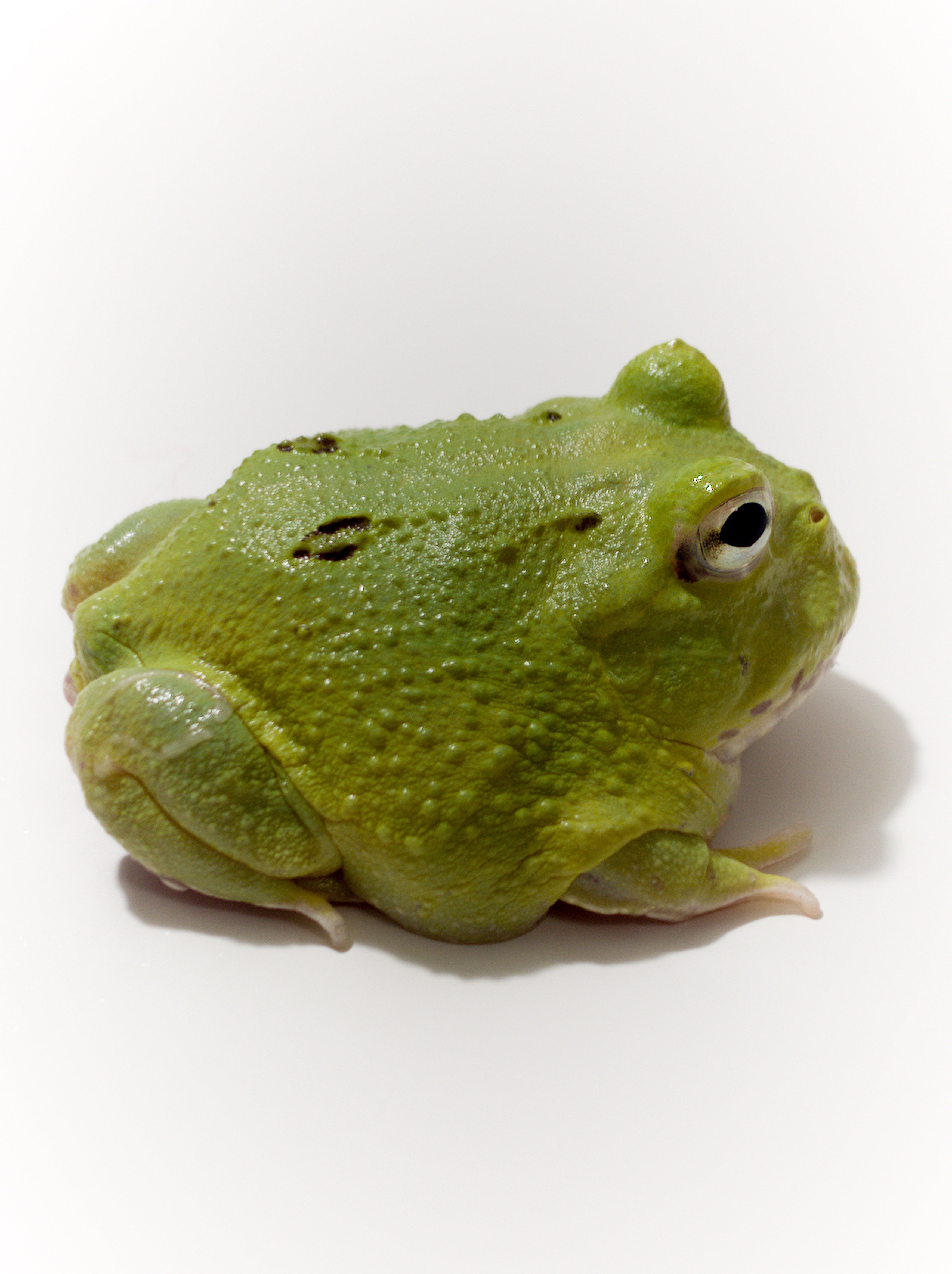 D29 ULTRA CLEAN GREEN (TOP EXPRESSION) – JamJam Exotic