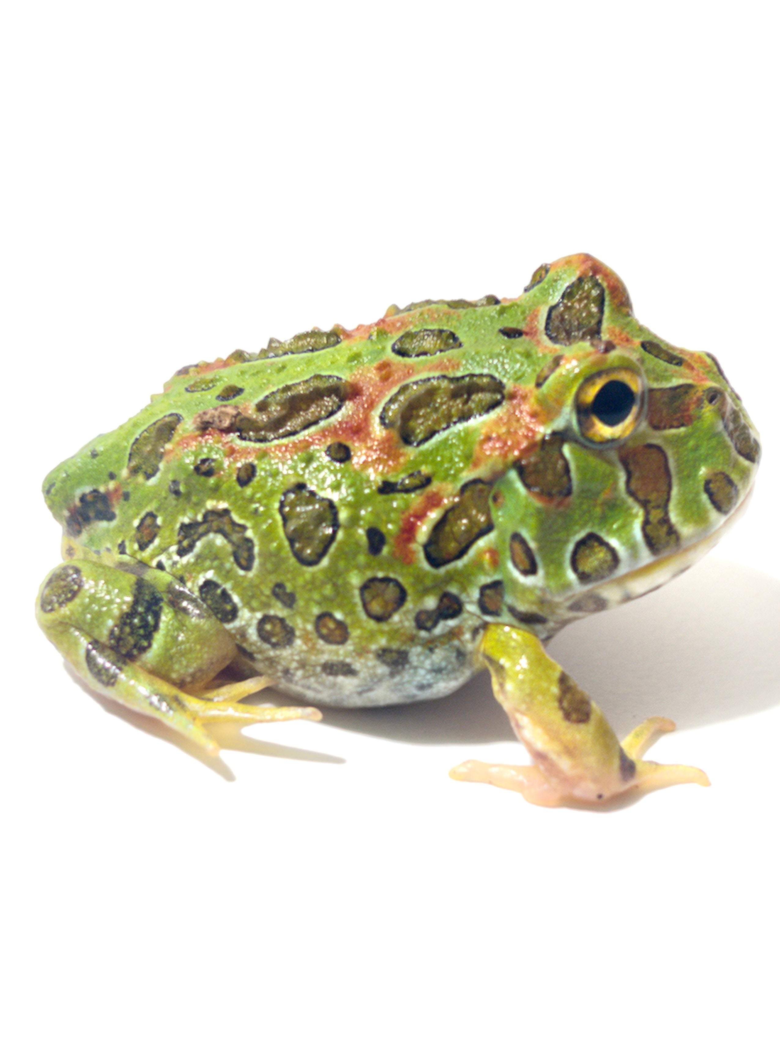 Green Ornate Pacman Frog – JamJam Exotic