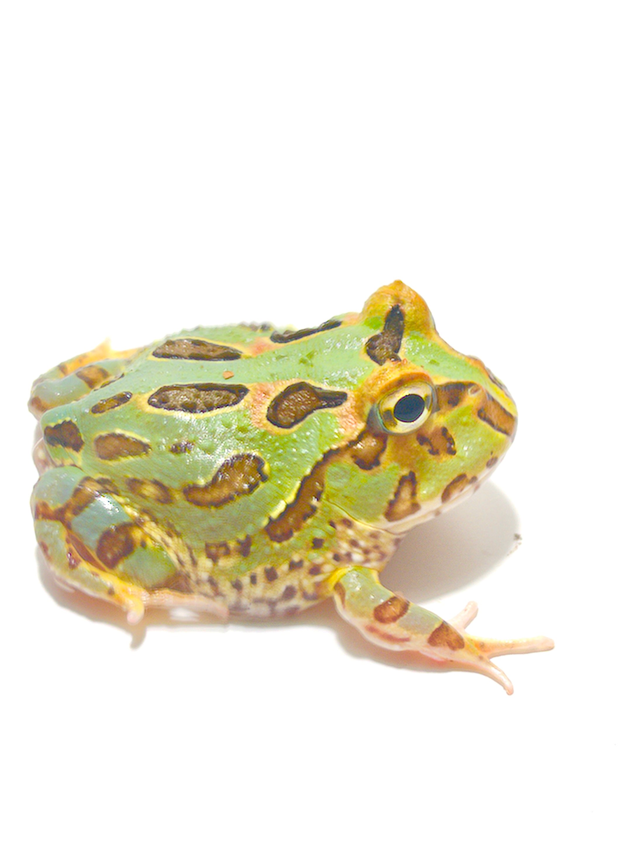 Buy Classic Green Pacman Frog Online – JamJam Exotic